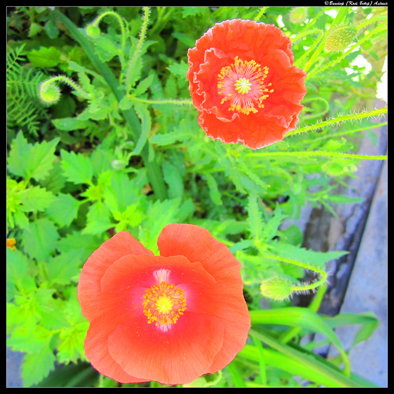 IMG 2723 23 — Postimages