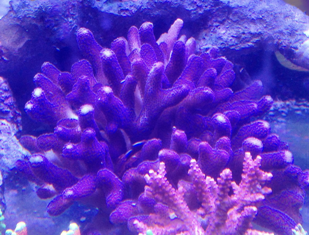 19911 D29 5 DC1 421 A 8 E04 03 FF8 D705402 — Postimages