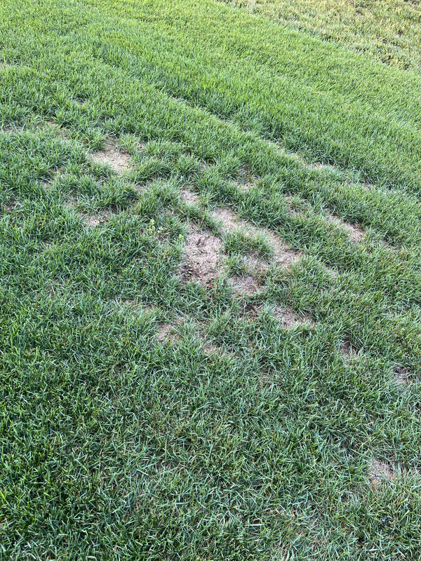 Will KBG Dead Patches Fill In? | Lawn Care Forum