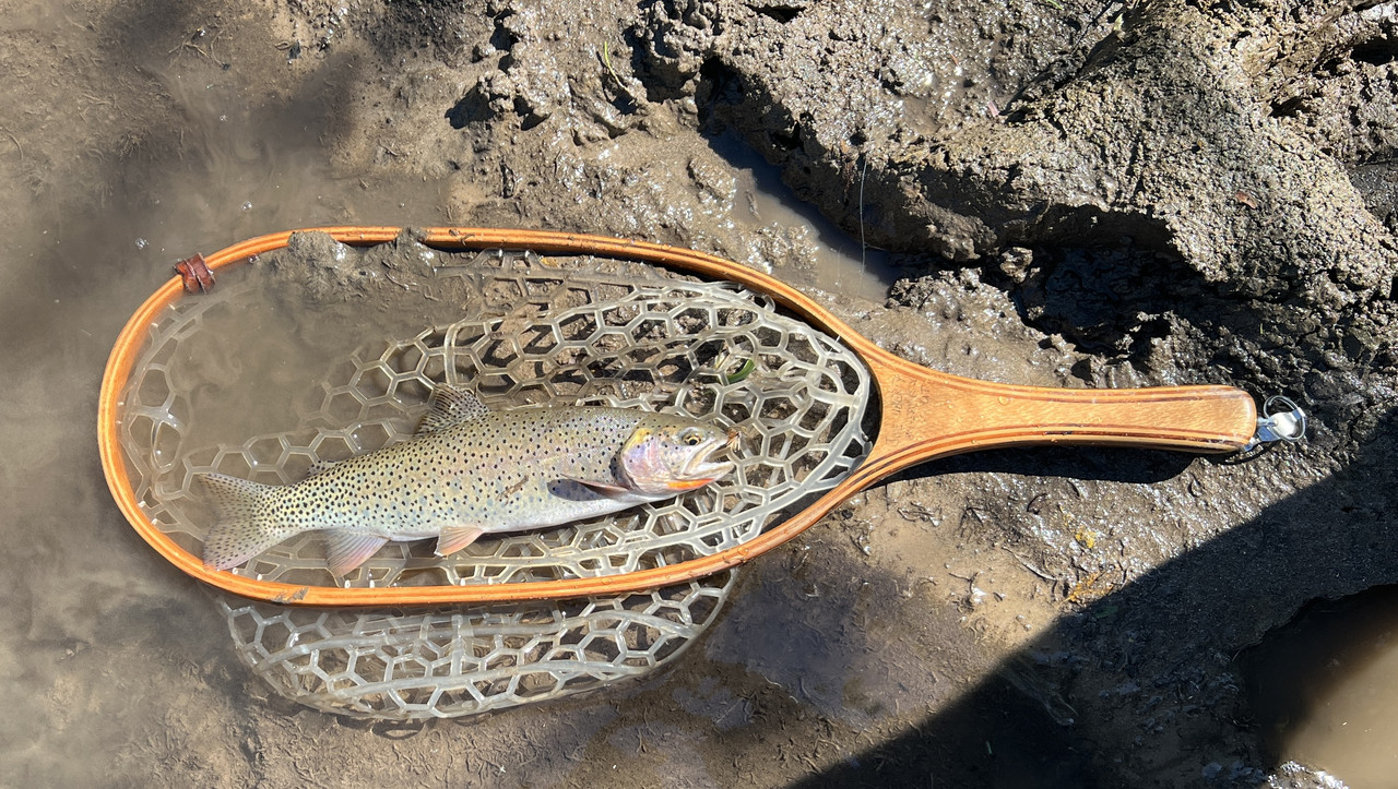 IMG 4447 — Postimages