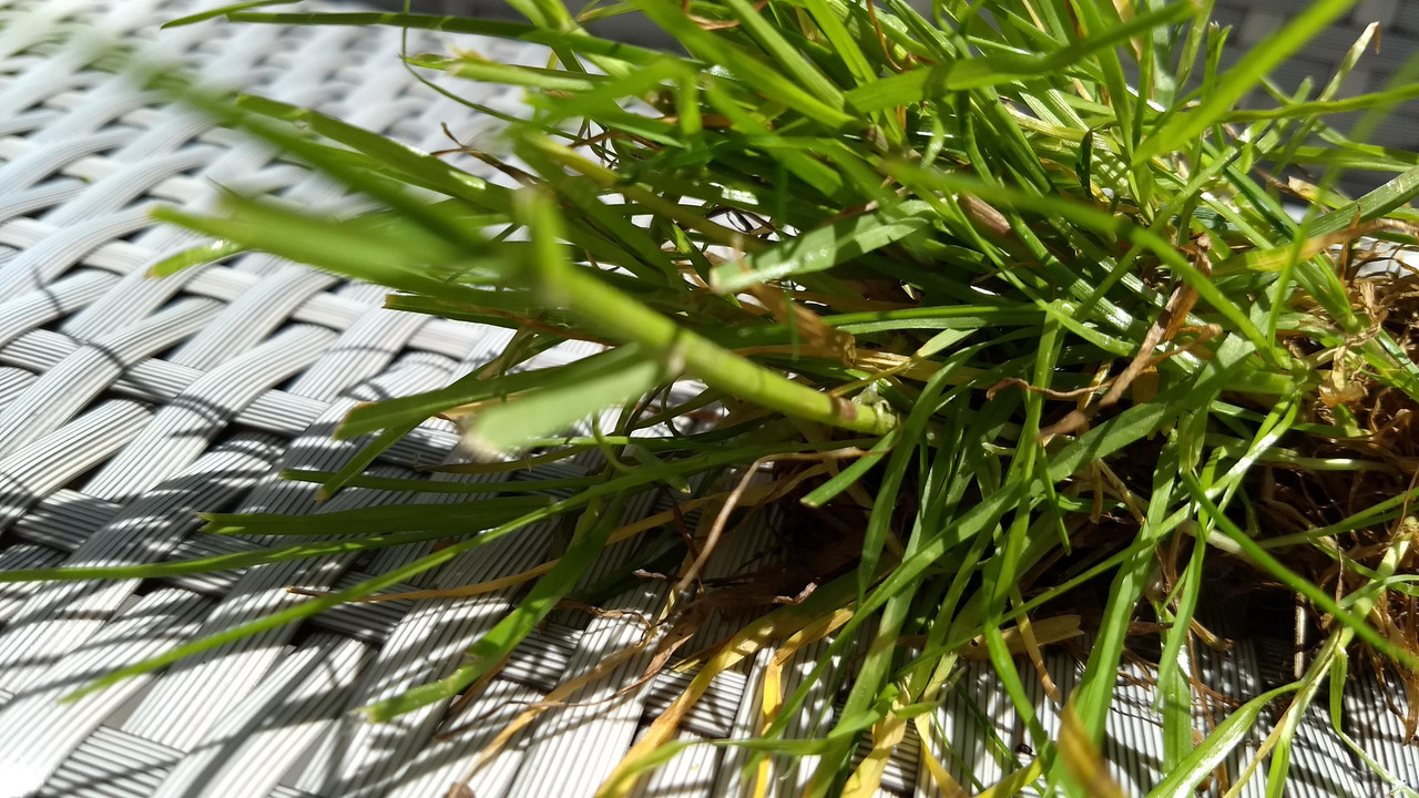 Is this Poa Triv? (pics) | Lawn Care Forum
