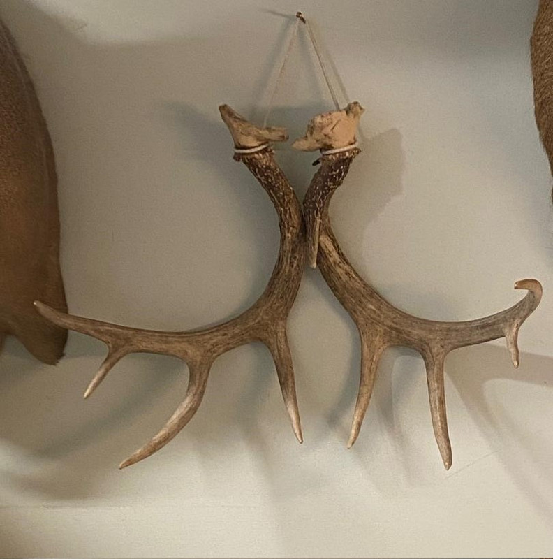 Have you ever been surprised by a game animal in the wrong place ...