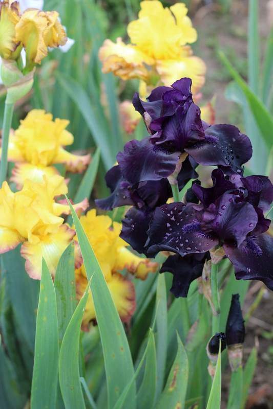 Before the storm — Postimages