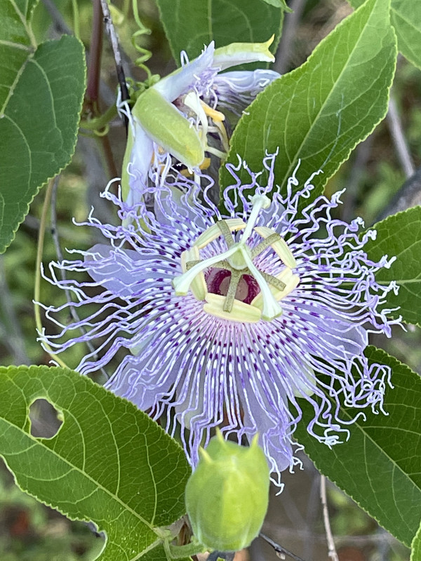 IMG 8286 — Postimages