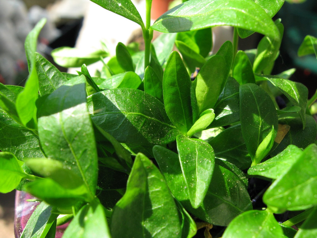 IMG 0139 — Postimages