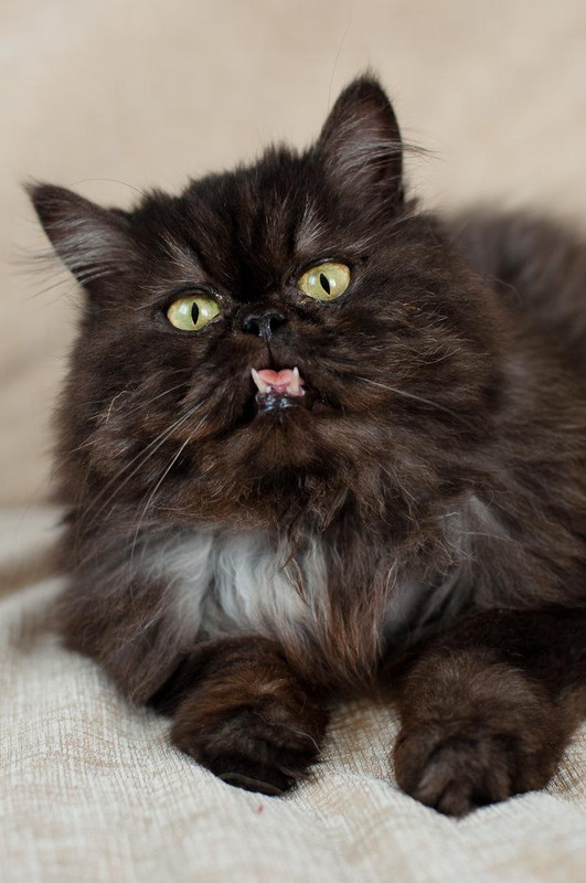 kot 4 — Postimages