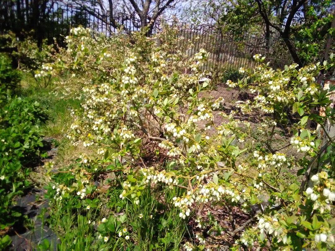 IMG 20210504 123356 — Postimages