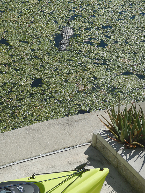 104 gator — Postimages