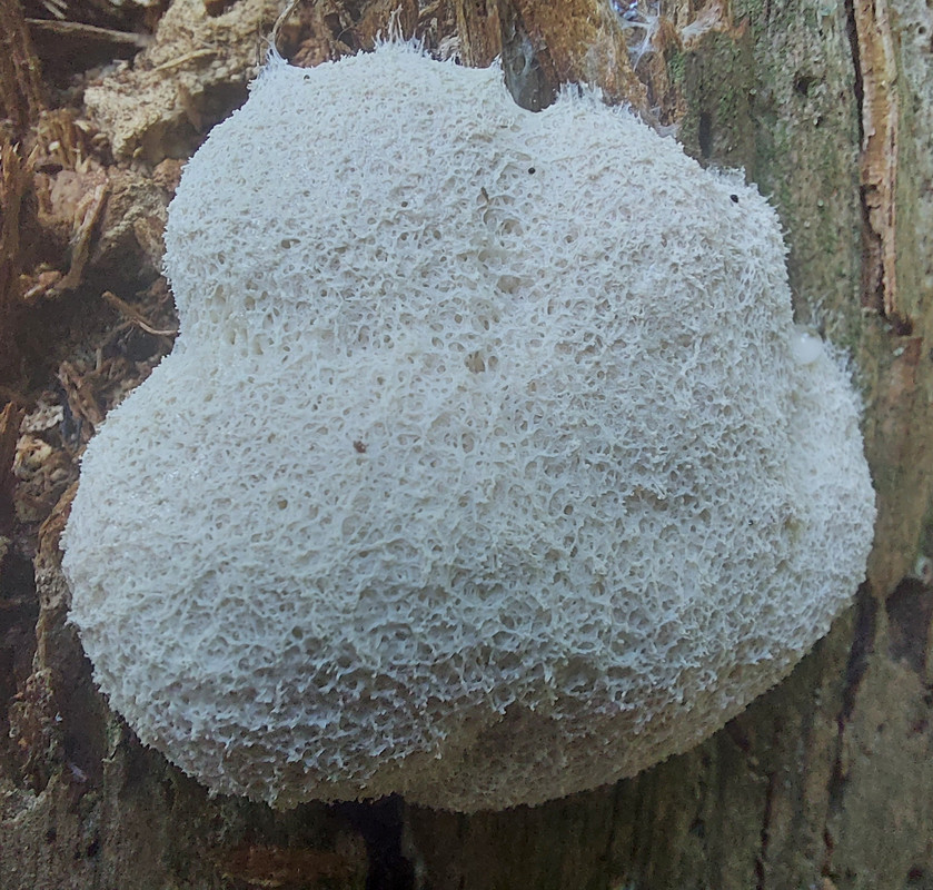 weird shiny / rubbery white stuff on the grass near the ditch, it has ...