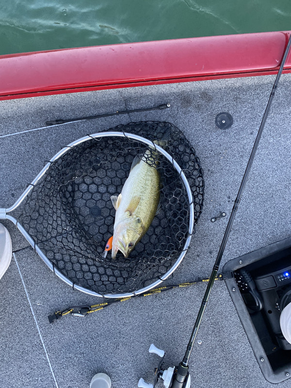 Bass Fishing - 24hourcampfire