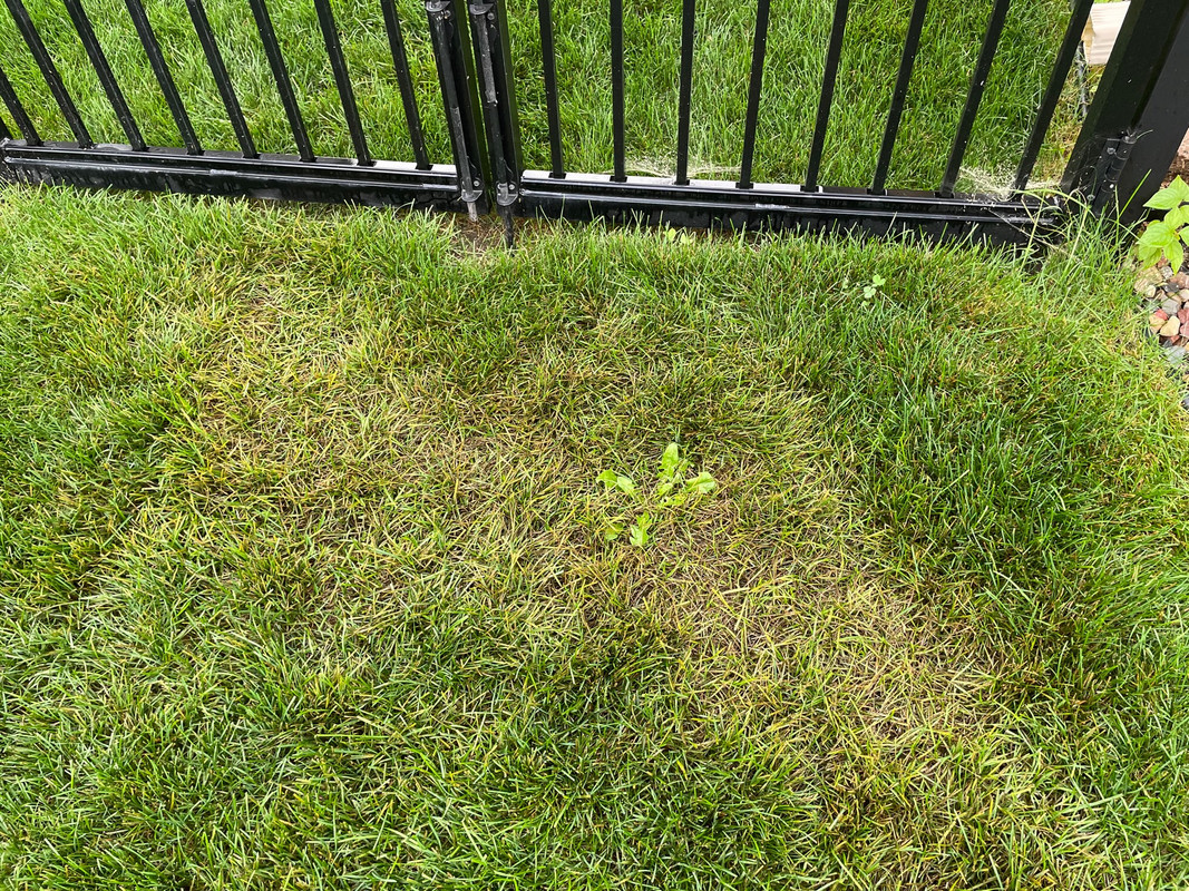 Help on getting rid of bad rust on KBG in MN | Lawn Care Forum
