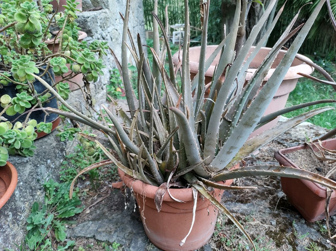 IMG 20220501 090245109 HDR — Postimages