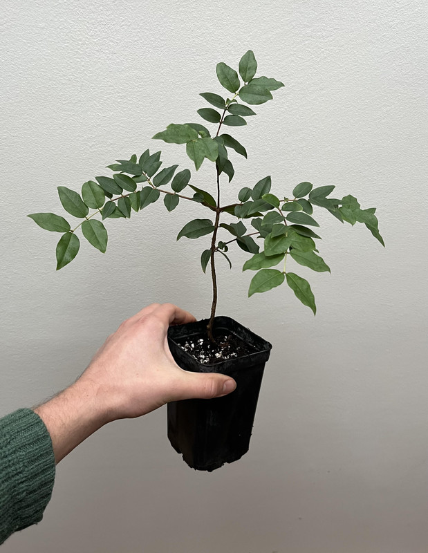 unnamed — Postimages