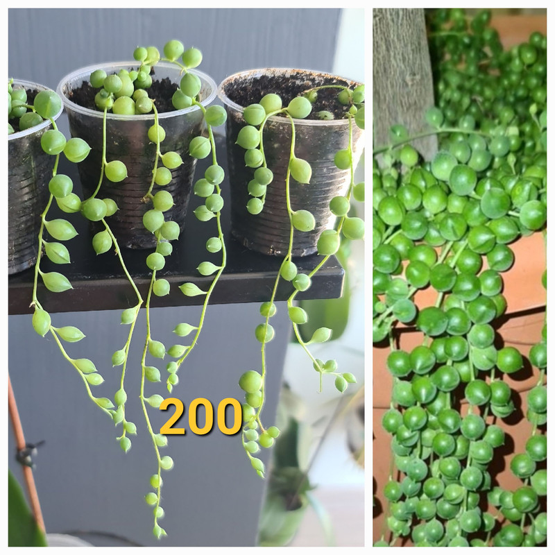 20240723 102057 — Postimages