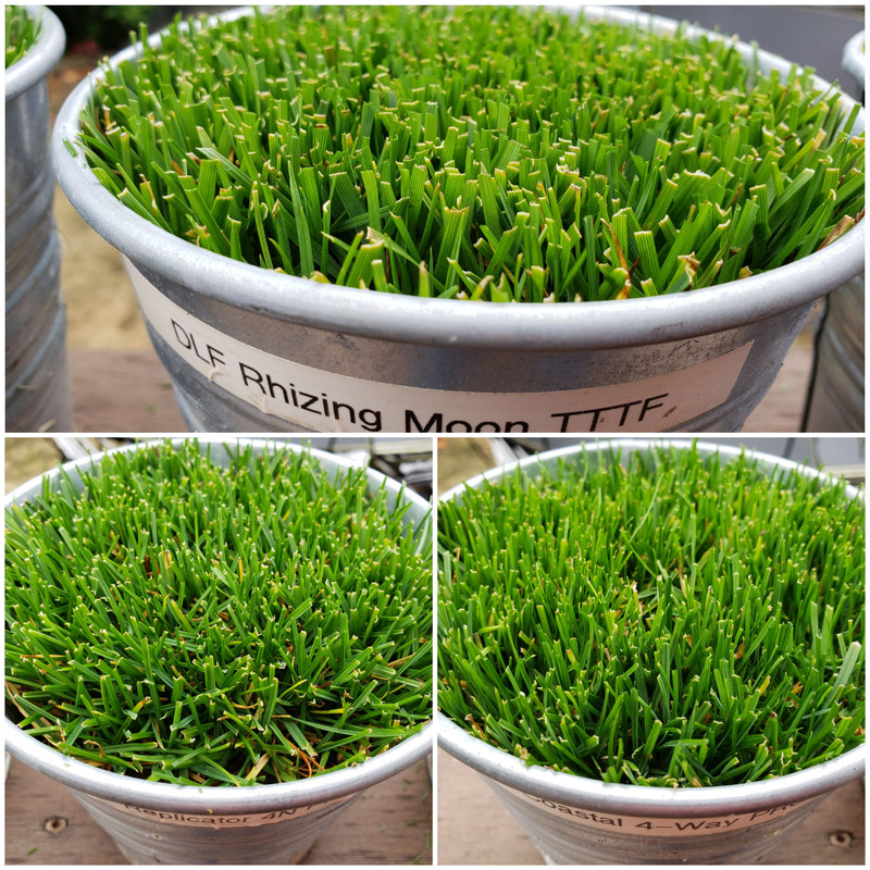 4th Millennium vs Rhizing Moon TTTF | Lawn Care Forum