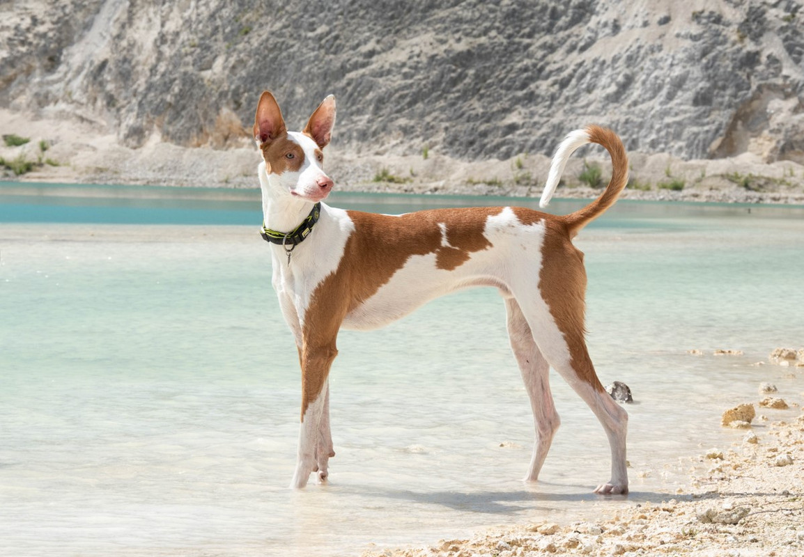 8 BE85 C88 71 AD 4862 8373 619 EDC86 BC18 — Postimages