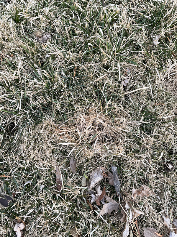 Is this winter die back? | Page 2 | Lawn Care Forum