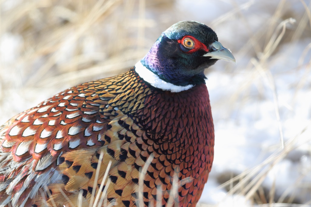 Pheasant pics....let's see some. - 24hourcampfire