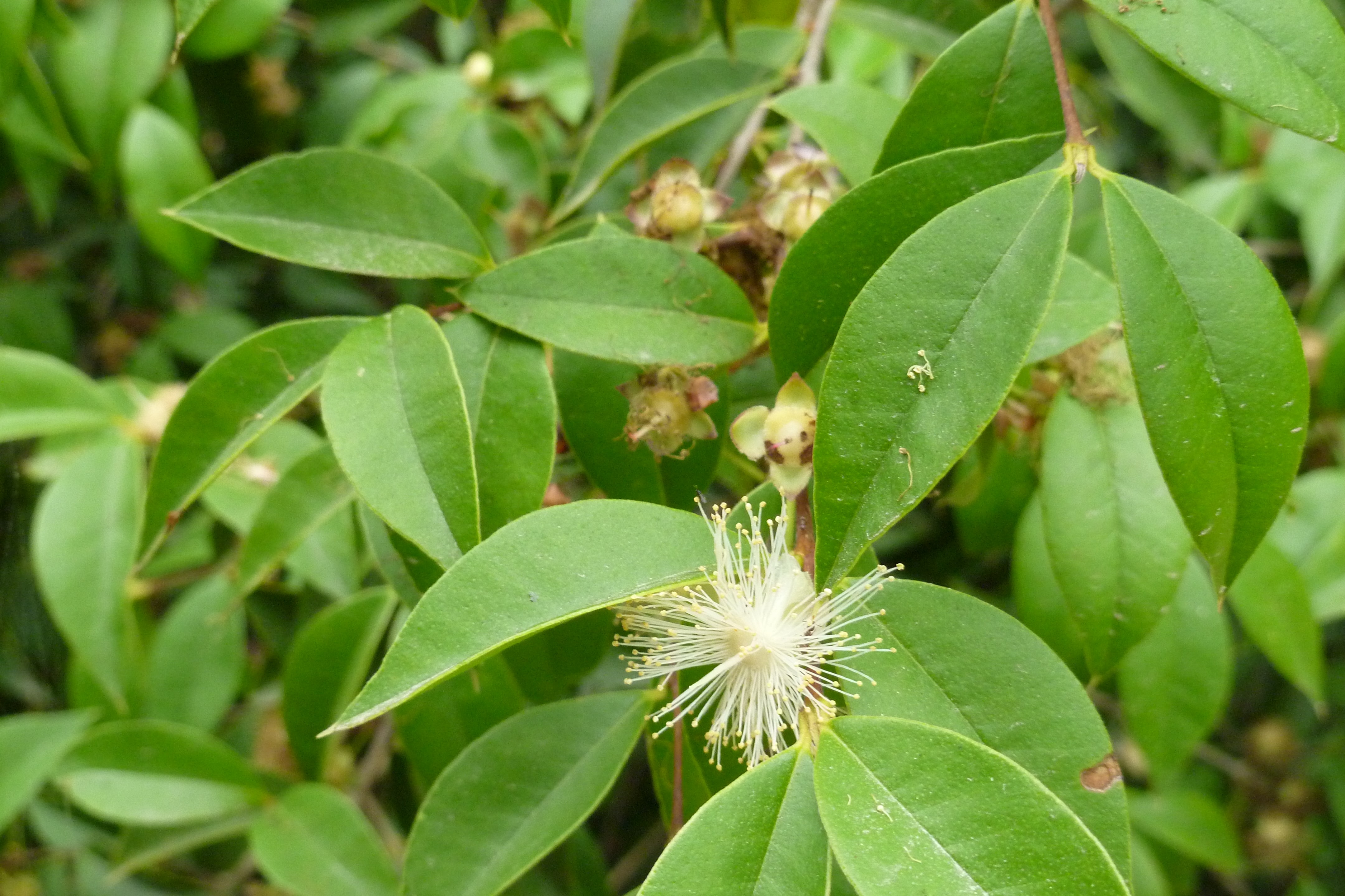 Guabiju 002 — Postimages