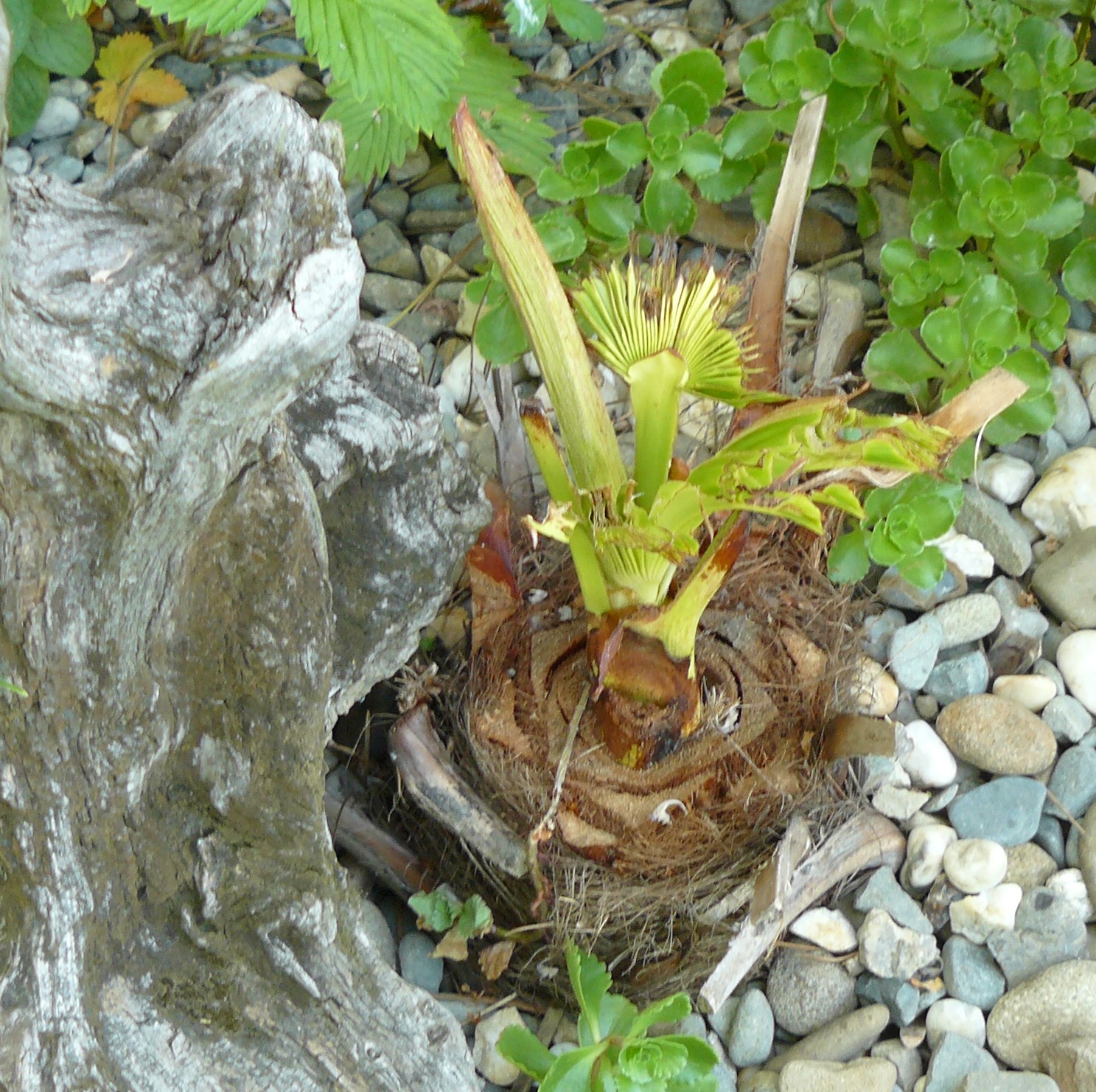 P1250929 — Postimages