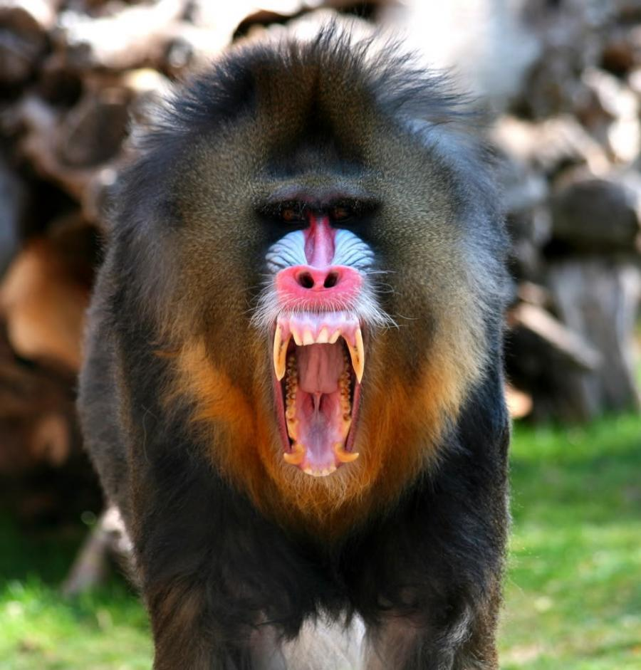 baboon pic 900x941 350981c — Postimages