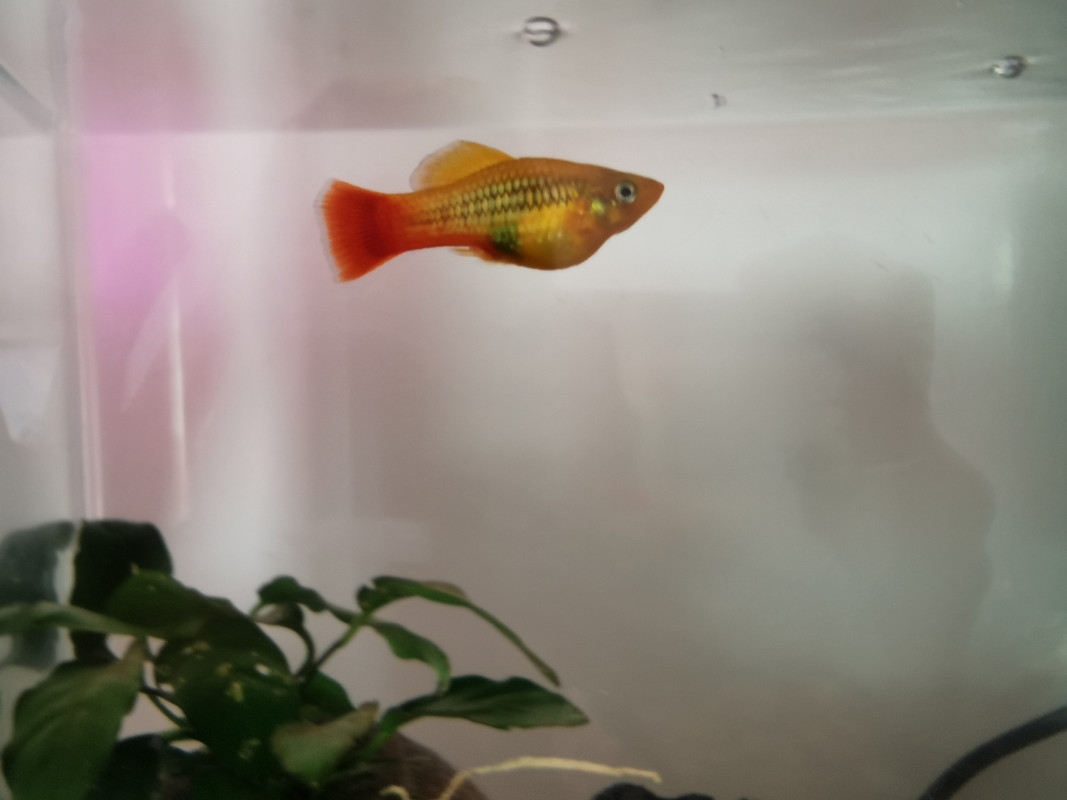 In A Platy Gravid