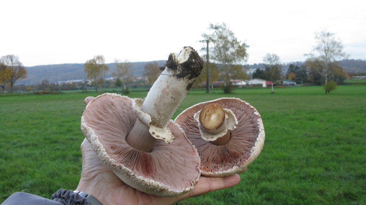 Agaricus macrosporus 2, АВП 20221125 — Postimages