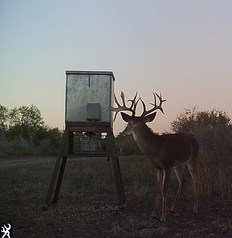 Another big ass buck from Karnes City - 24hourcampfire