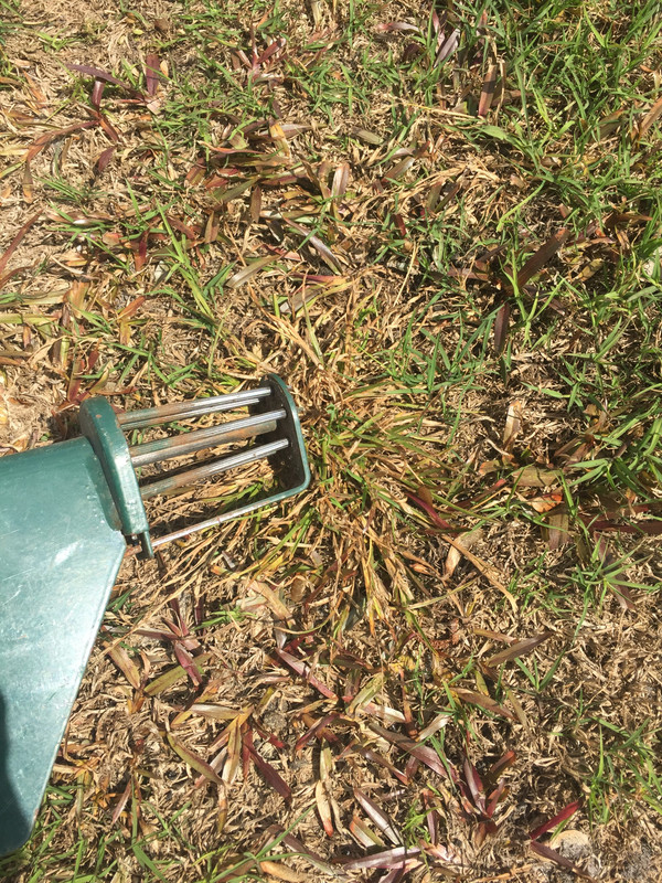 3 29 18 Weed Hound — Postimages