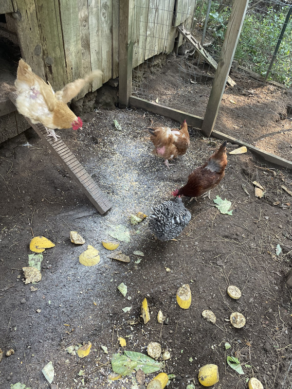 IMG 3277 — Postimages