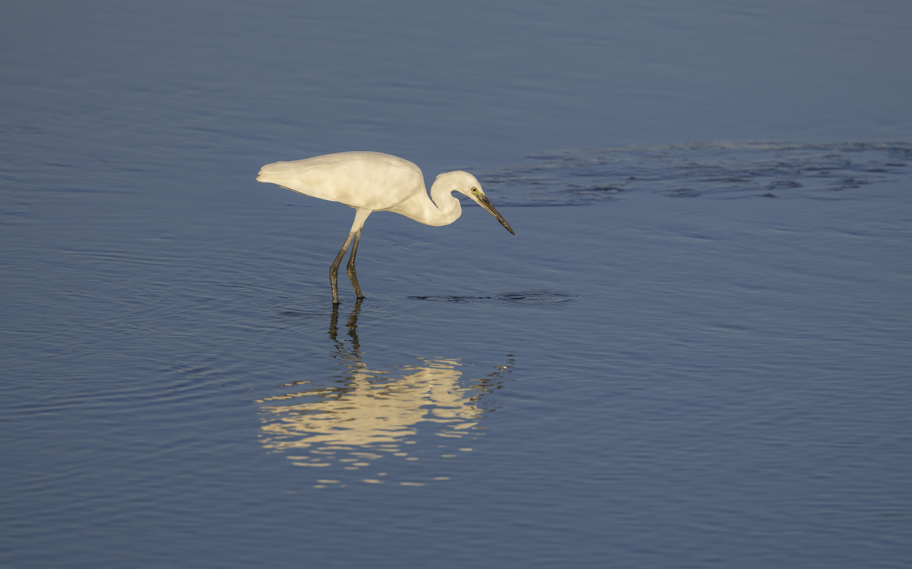 DAN 4786 — Postimages