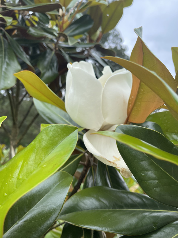 IMG 2579 — Postimages