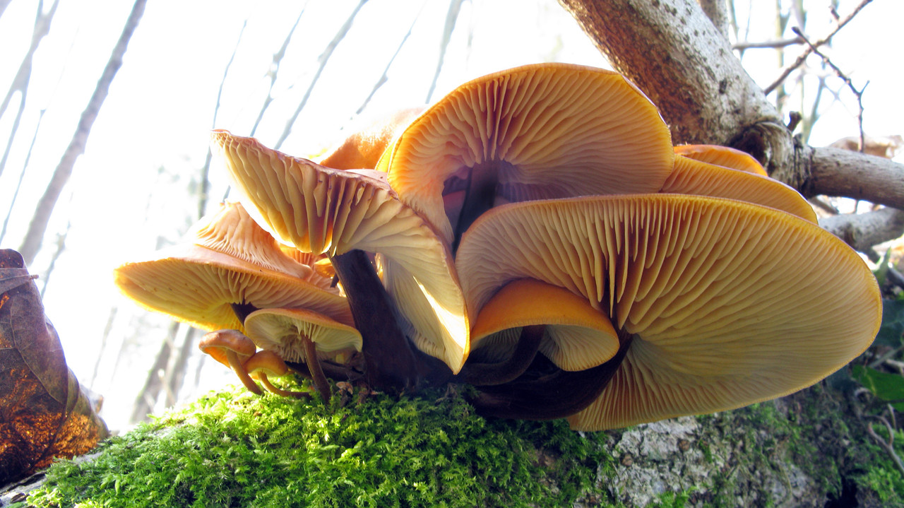 IMG 0352 — Postimages