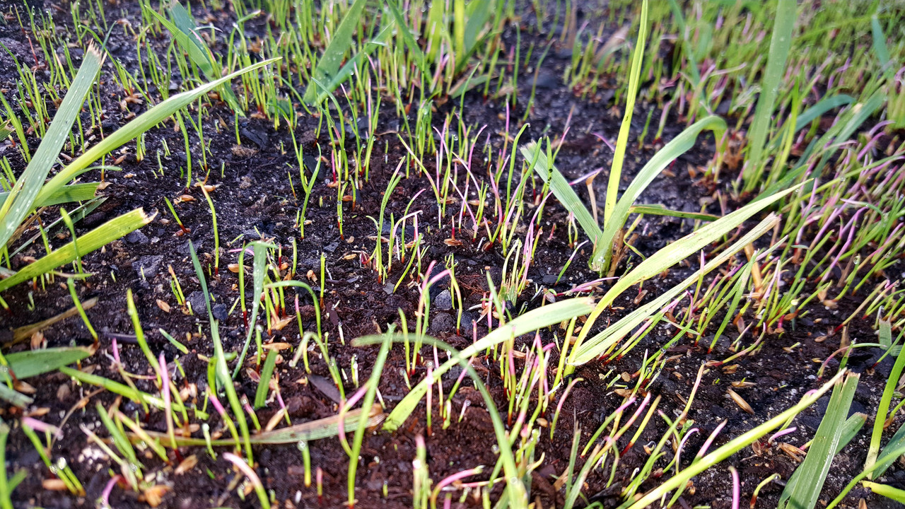 Seedlings are red | Lawn Care Forum