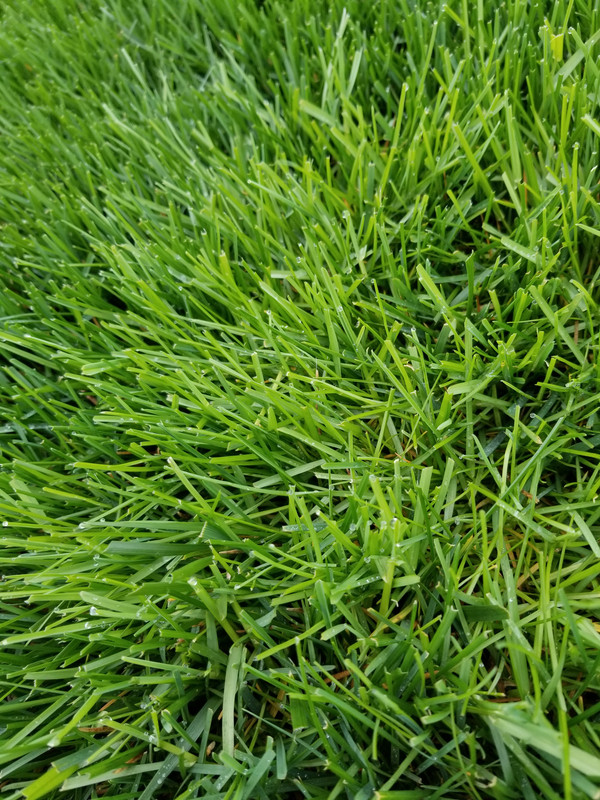 Poa triv?... | Lawn Care Forum