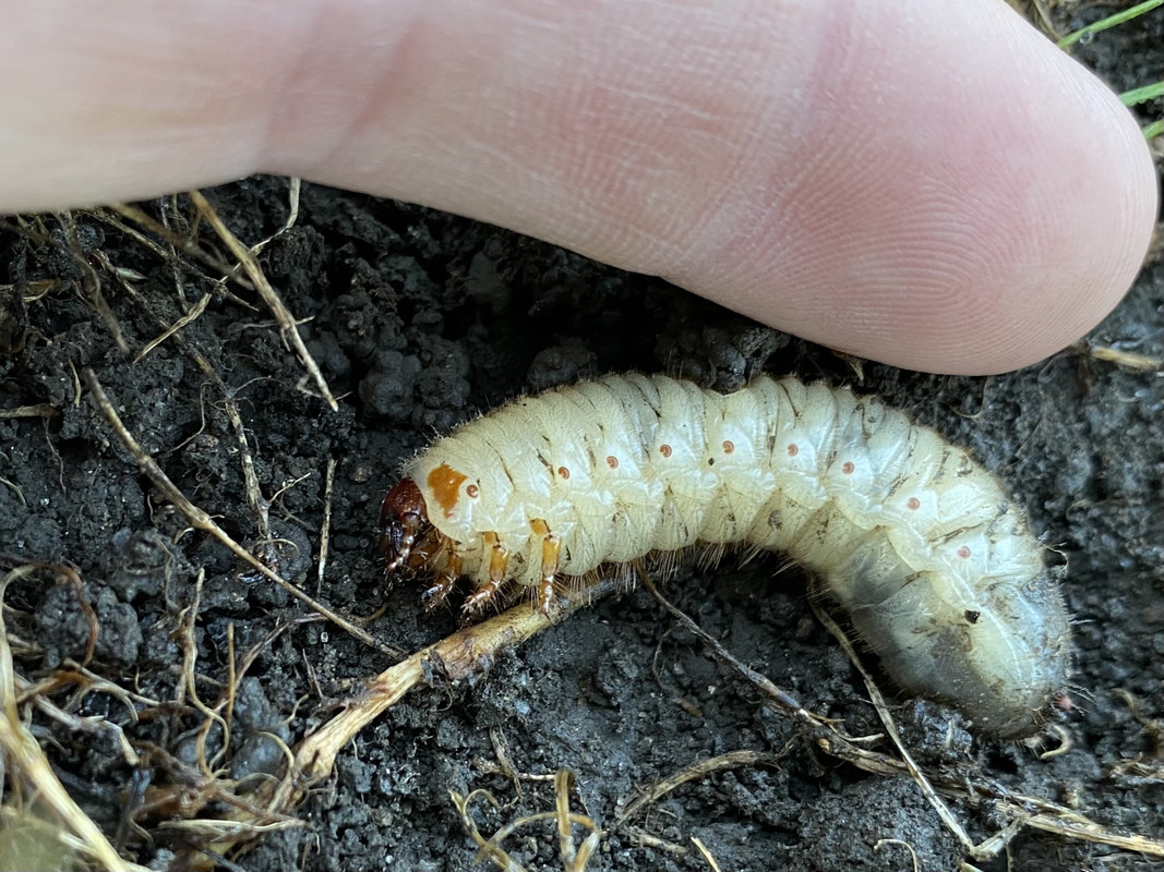 World's biggest Grub !!! | Lawn Care Forum