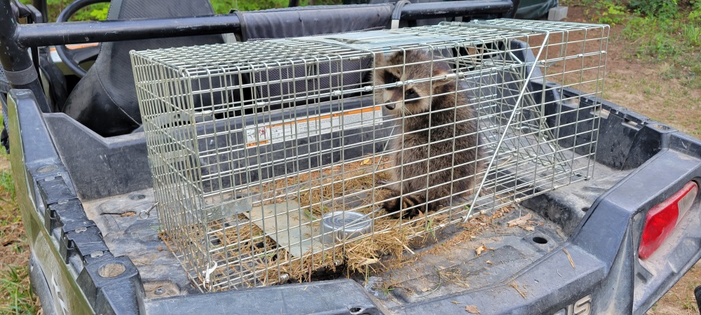 What traps are routinely around your homestead? - AR15.COM