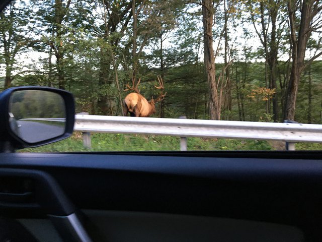 Near miss | The HuntingPA.com Outdoor Community