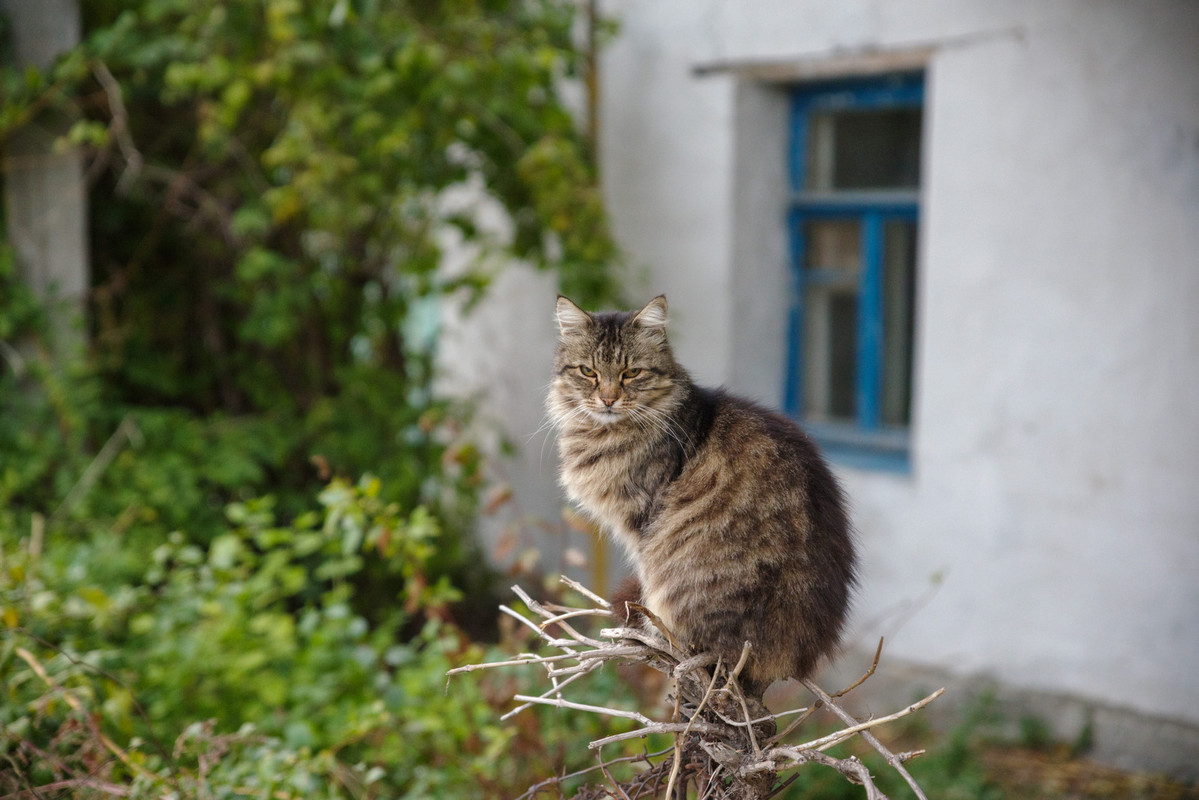 V0005799 145 1618 — Postimages