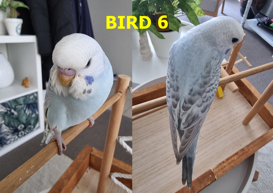 Bird 06 — Postimages