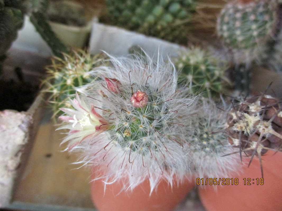 IMG 1829 — Postimages