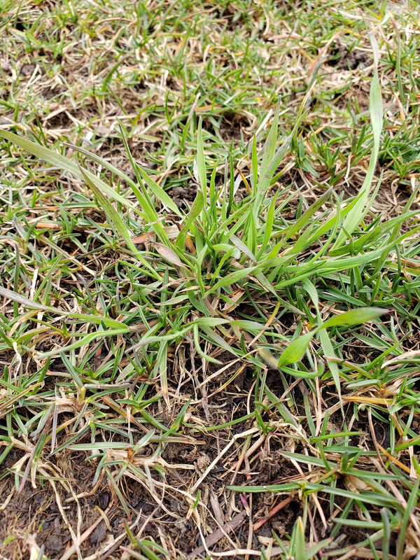Grassy Weed Identification | Lawn Care Forum