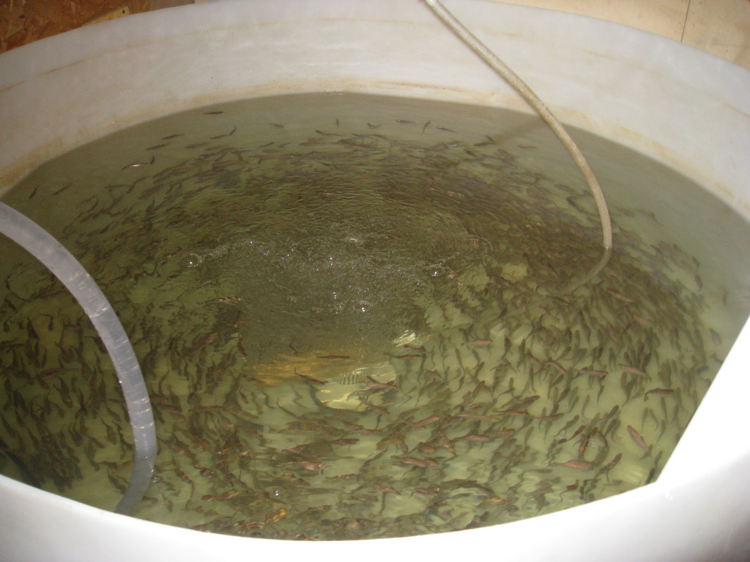 trout fry in tank — Postimages