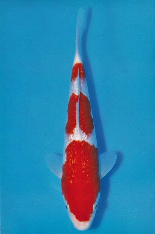 gin rin kohaku — Postimages