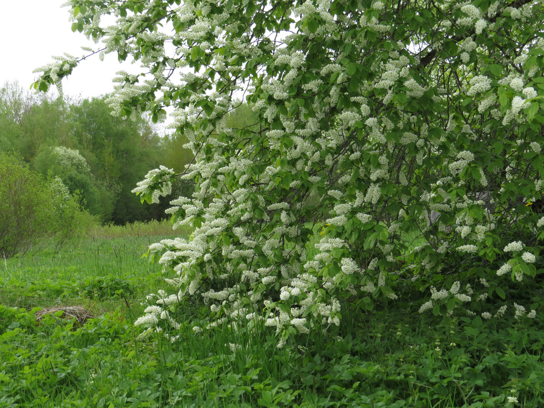 IMG 1935 — Postimages