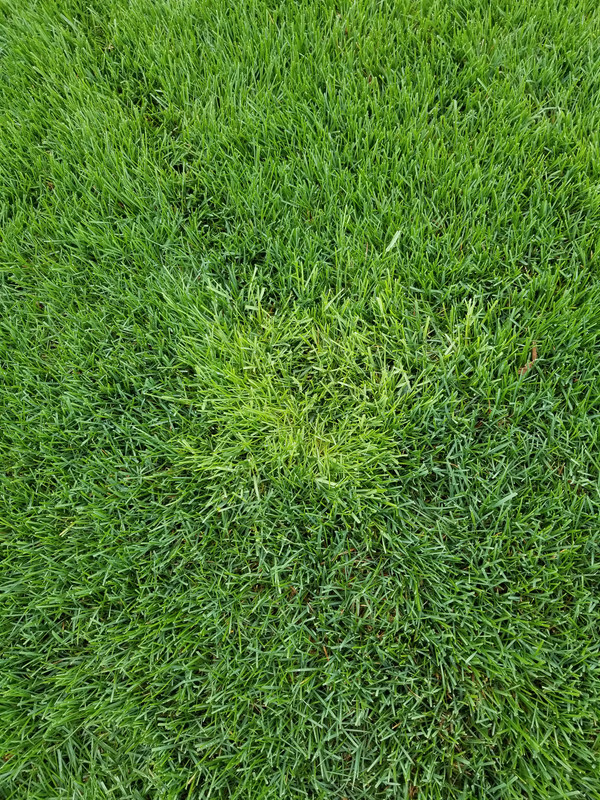 Poa triv?... | Lawn Care Forum