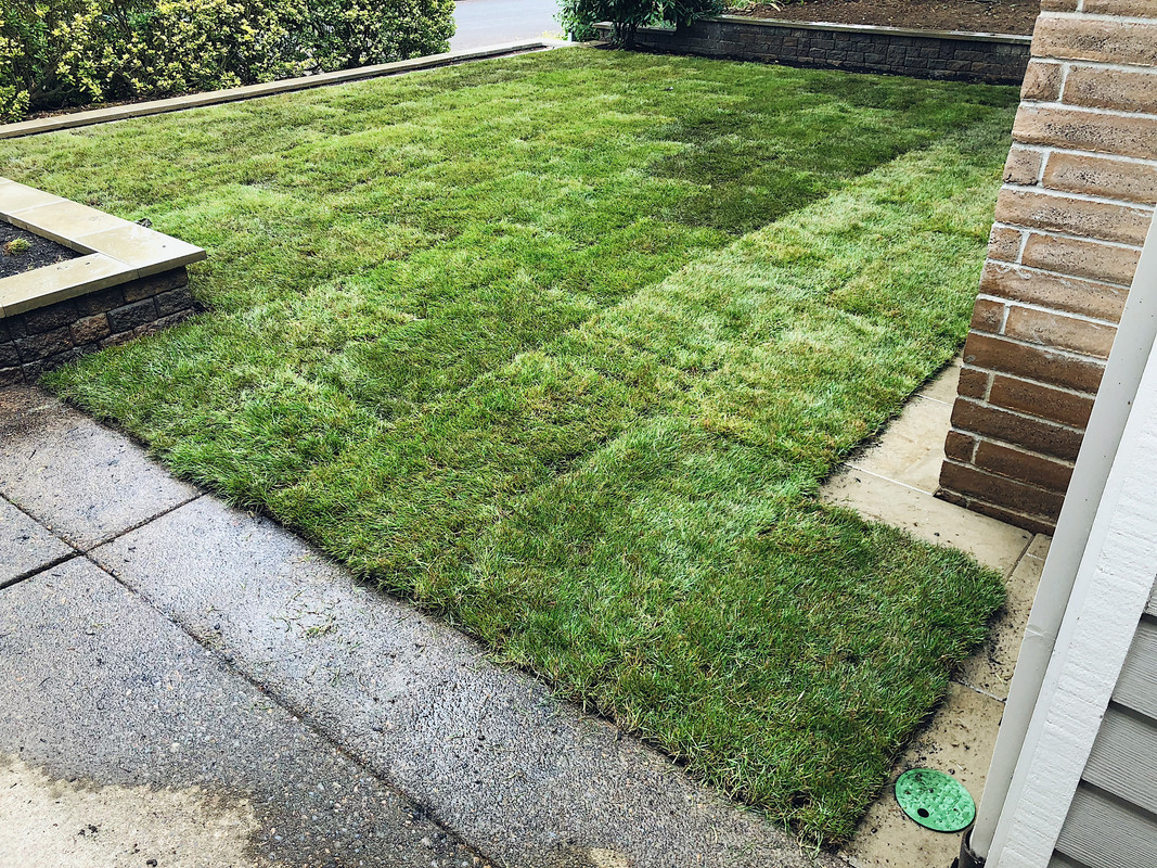 Je viens d'installer du nouveau ray-grass vivace. Besoin d'aide pour ...