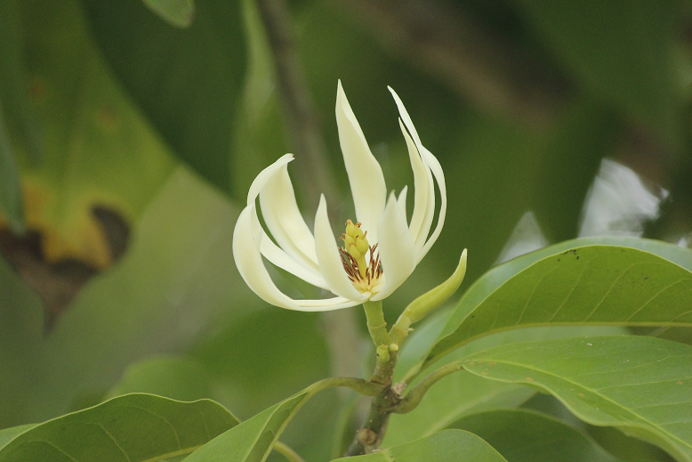 The Charm of Ancient Thai Flowers and Traditional Fragrant Plants You ...