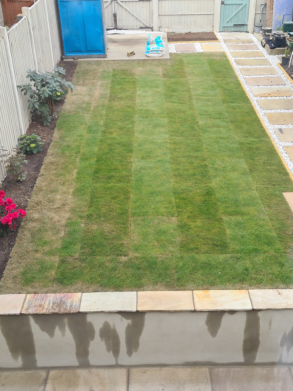 Newly laid turf is thinning out. | Lawn Care Forum
