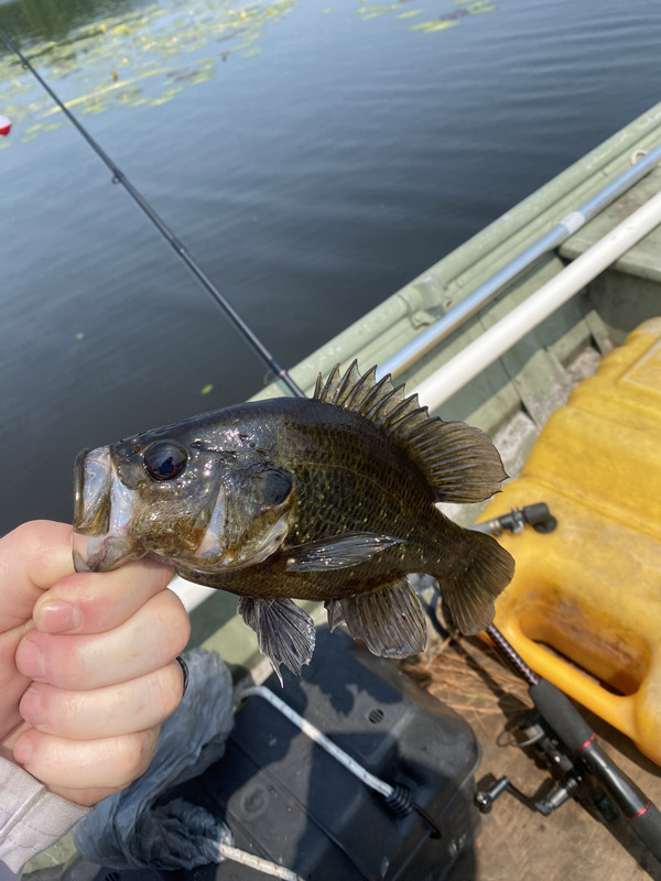 667 F545 A 6824 4 BBB 9516 2338 EB75 B7 F0 — Postimages